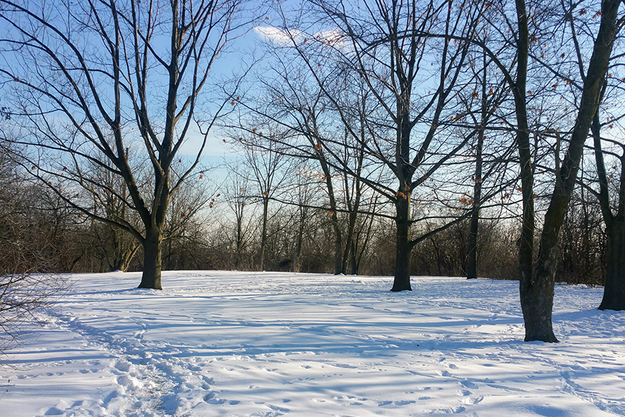 February 2025 | Surveys, Labour Action, Social Media - Ted Harrison School